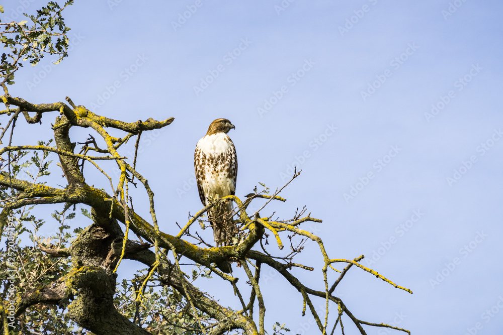Juvenile Red-tailed Hawk (Buteo jamaicensis) perched on an oak tree ...