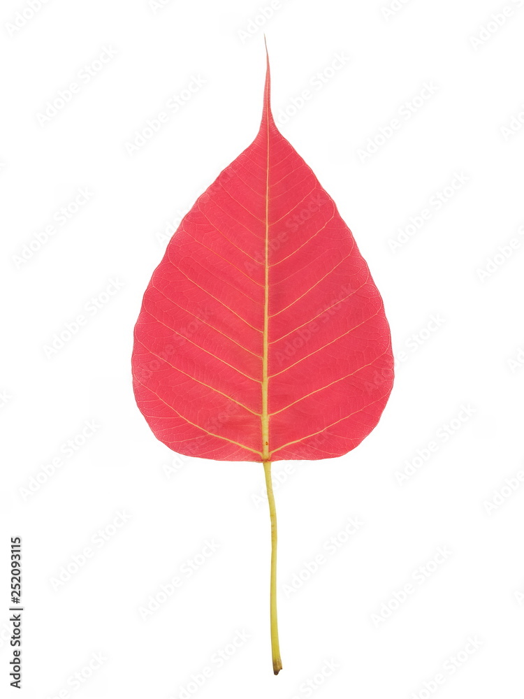 Top view red leaf shape heart (nature color) of Ficus religiosa (Bo ...