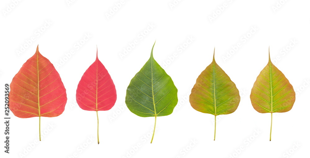 Top view a group red and green leaves shape heart (nature color) of ...