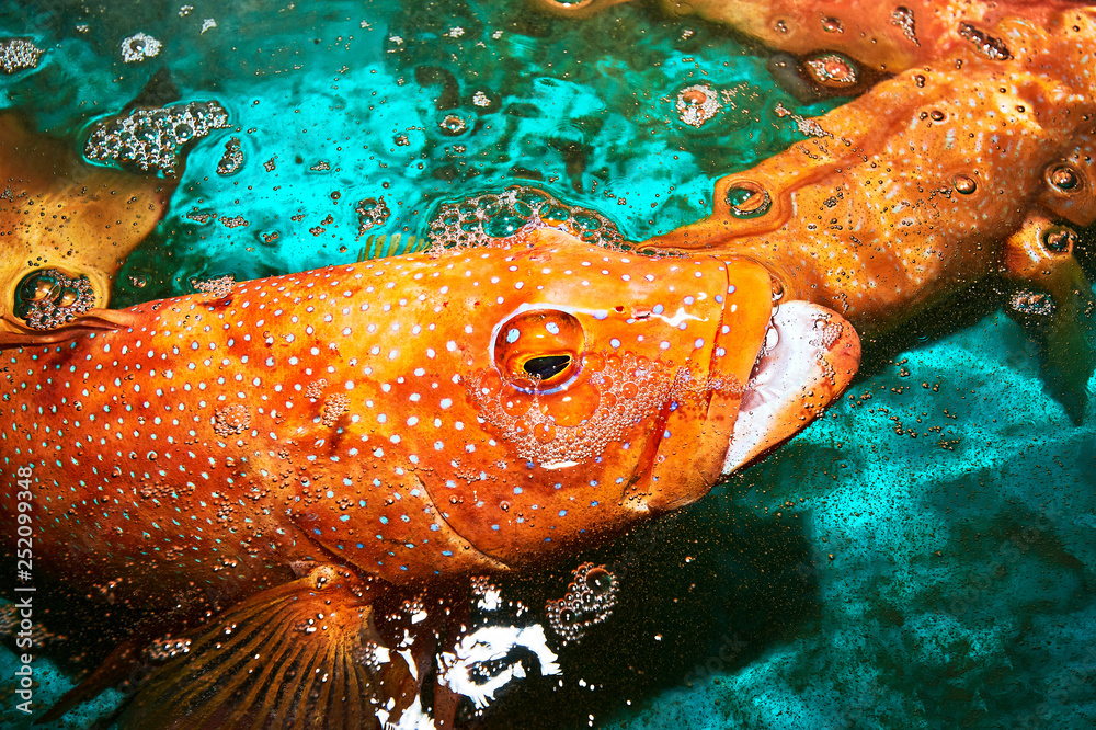 Group of Red Snapper fishes (Lapu-Lapu) in the Philippines Stock Photo ...