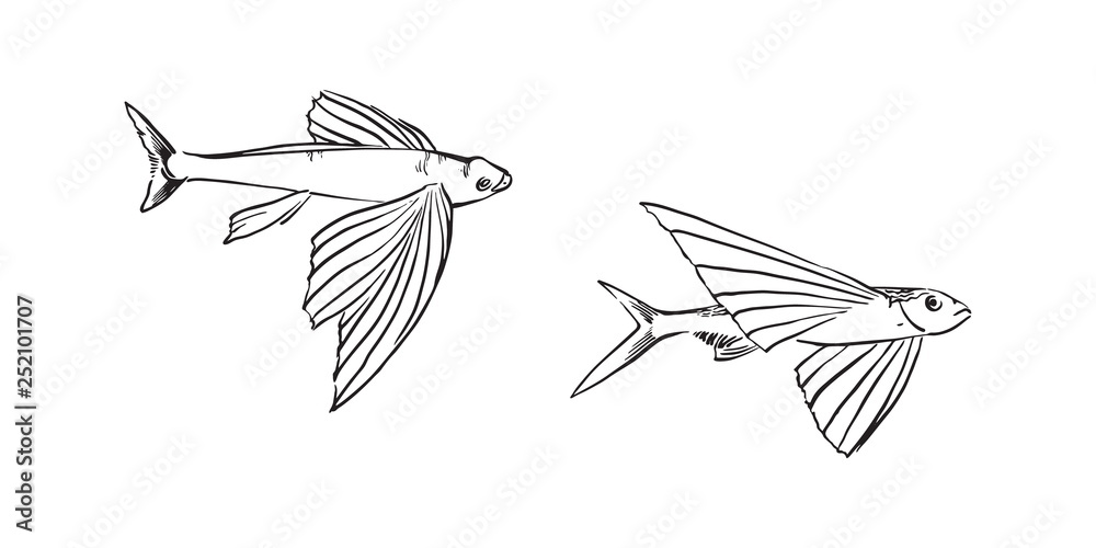 Flying fish. Hand drawn sketch illustration. Vector black ink drawing ...