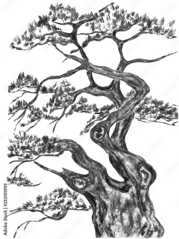 Indian Ink Illustrations