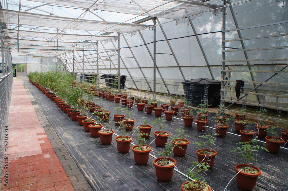 The tomato plants are planted by fertigation method. Fertilizers ...