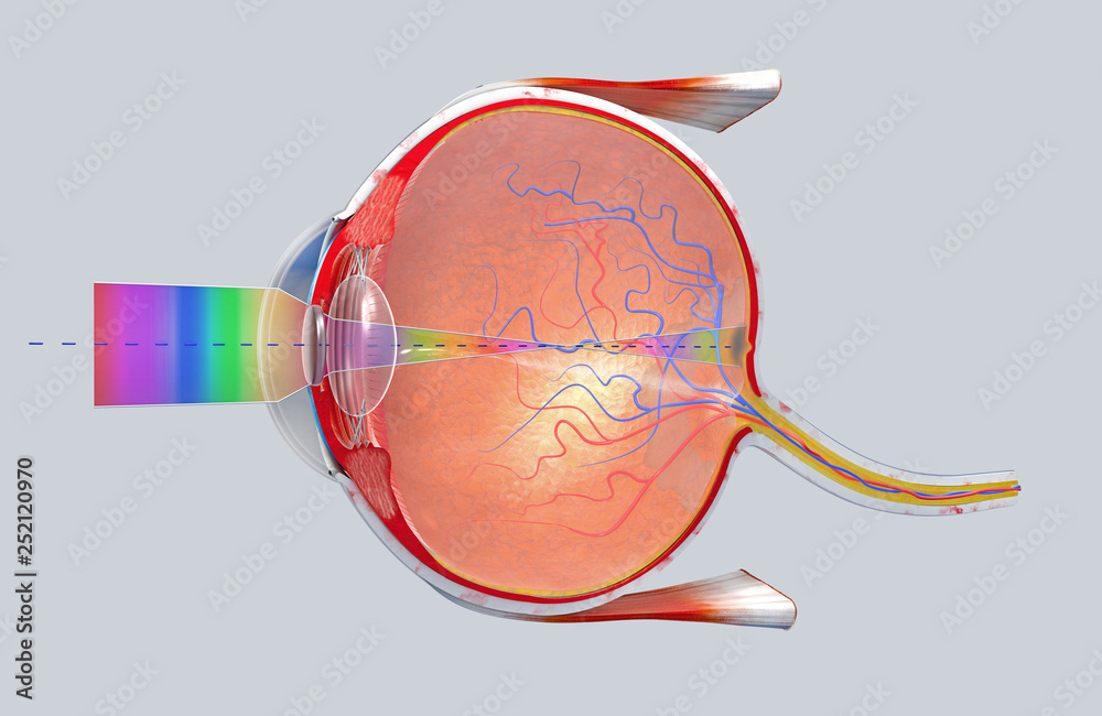 3d illustration of a cross-section of the human eye in a side view ...