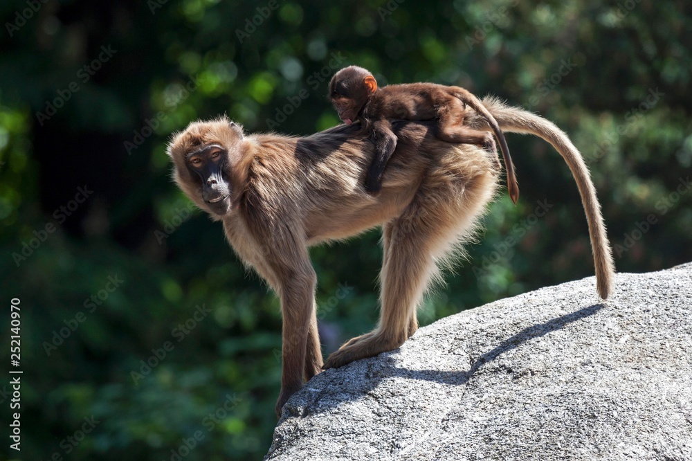 Fotka „Gelada or Gelada Baboon (Theropithecus gelada), female carrying ...