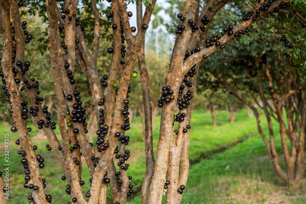 jaboticaba tree with fruits Stock Photo | Adobe Stock