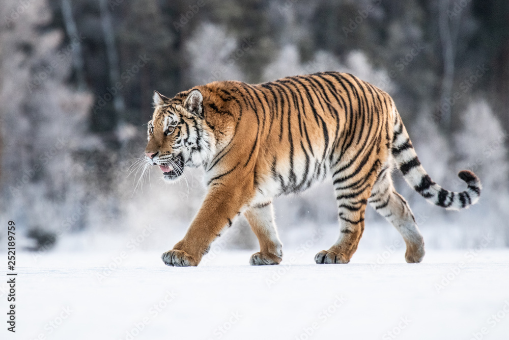 Siberian Tiger on snow. Beautiful, dynamic and powerful photo of this ...