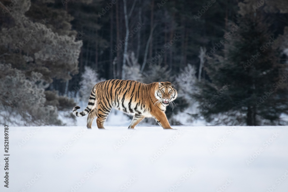 Siberian Tiger on snow. Beautiful, dynamic and powerful photo of this ...
