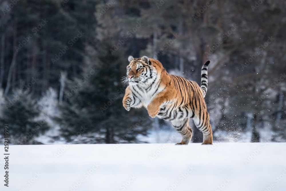 Siberian Tiger on snow. Beautiful, dynamic and powerful photo of this ...