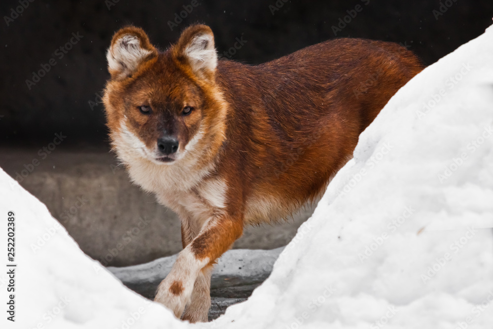 red Himalayan wolf among the snow-wilder Asian animal of the dog family ...