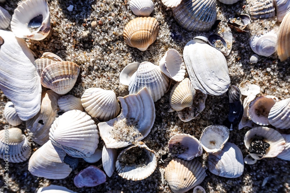 Muscheln am Meer Stock Photo | Adobe Stock