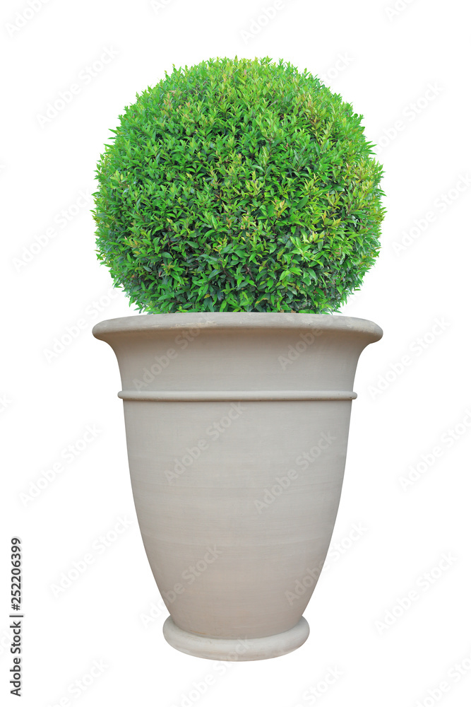 Circle dome shape topiary tree with large Roman style terracotta pot ...