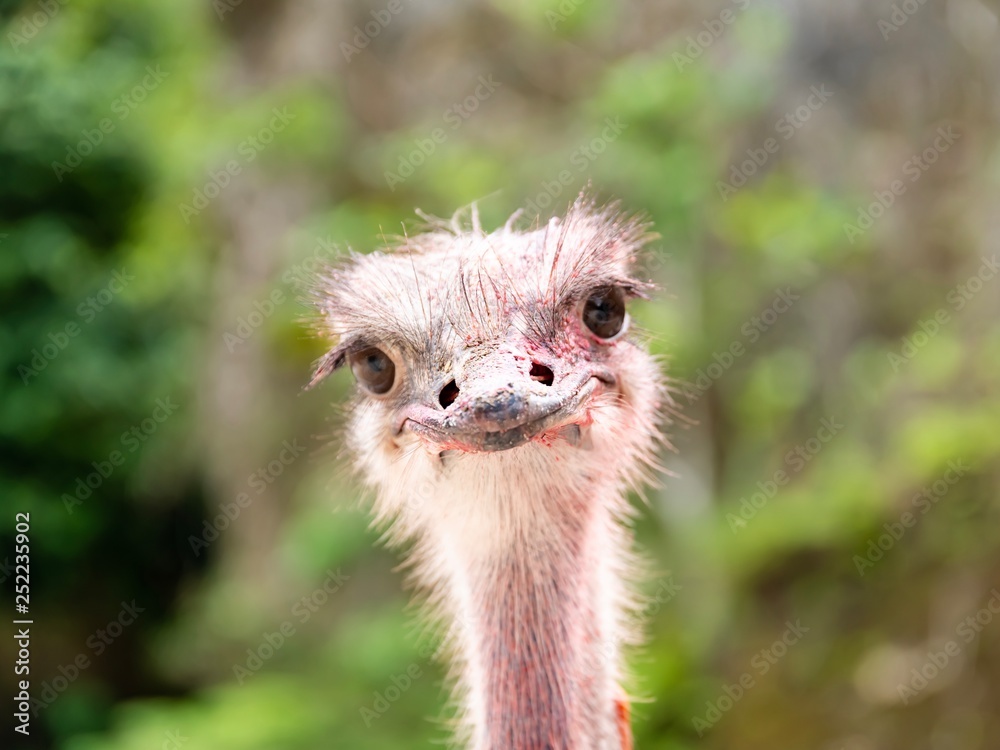 Smiling Ostrich