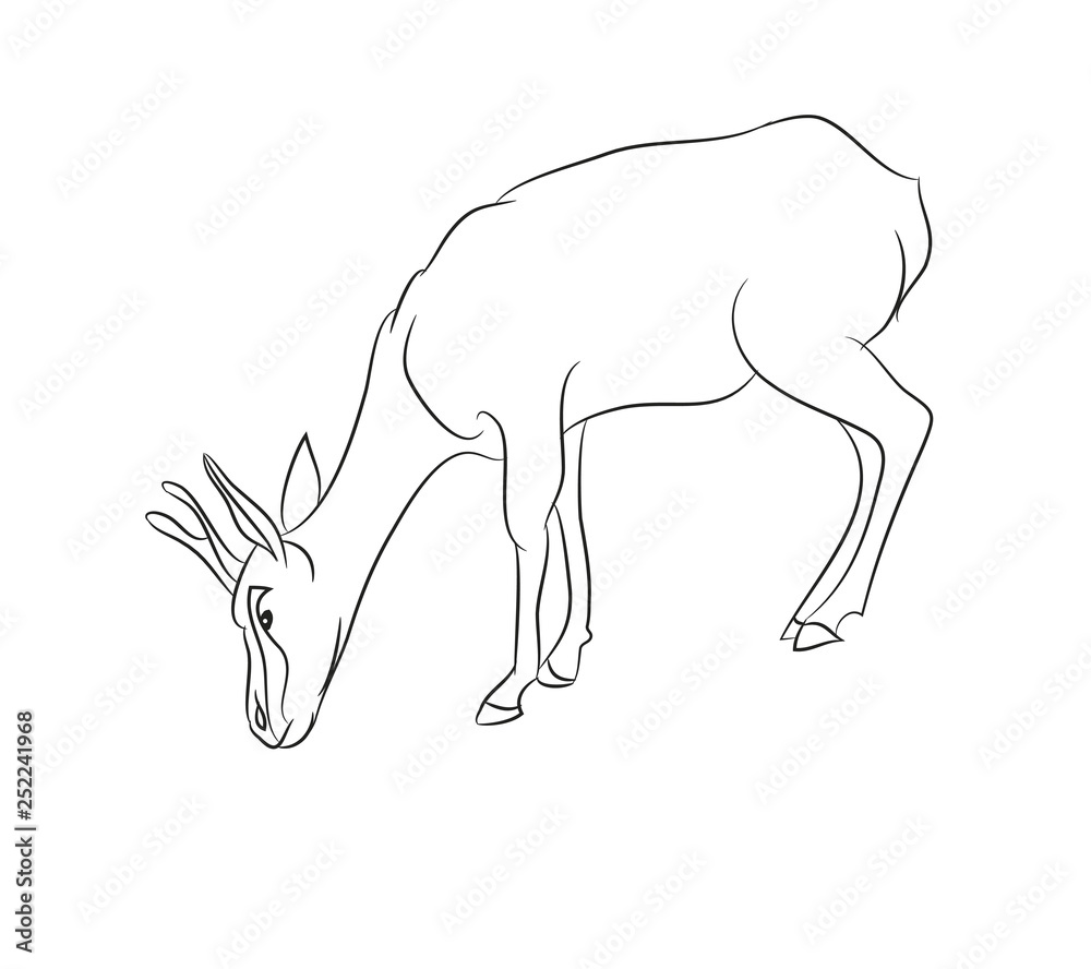 Gazelle Drawing