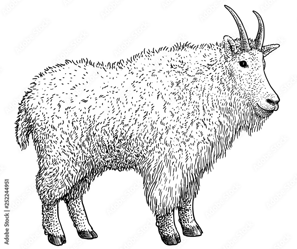Mountain goat illustration, drawing, engraving, ink, line art, vector Stock Vector | Adobe Stock