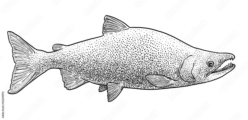 Sockeye salmon illustration, drawing, engraving, ink, line art, vector ...