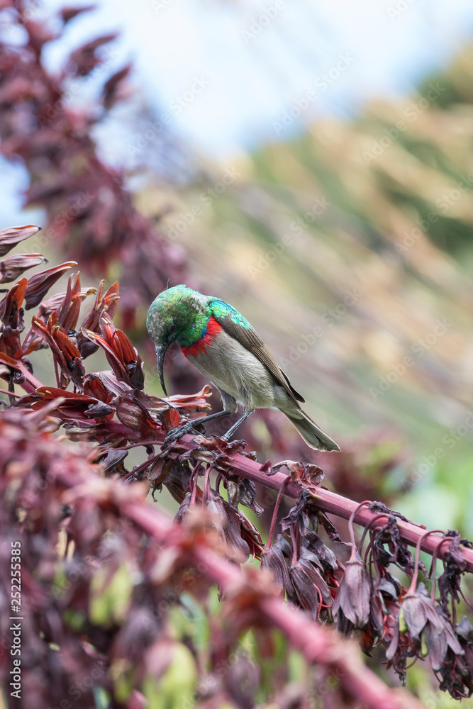Lesser Double-collared sunbird, Cinnyris chalybeus, breeding male on a ...