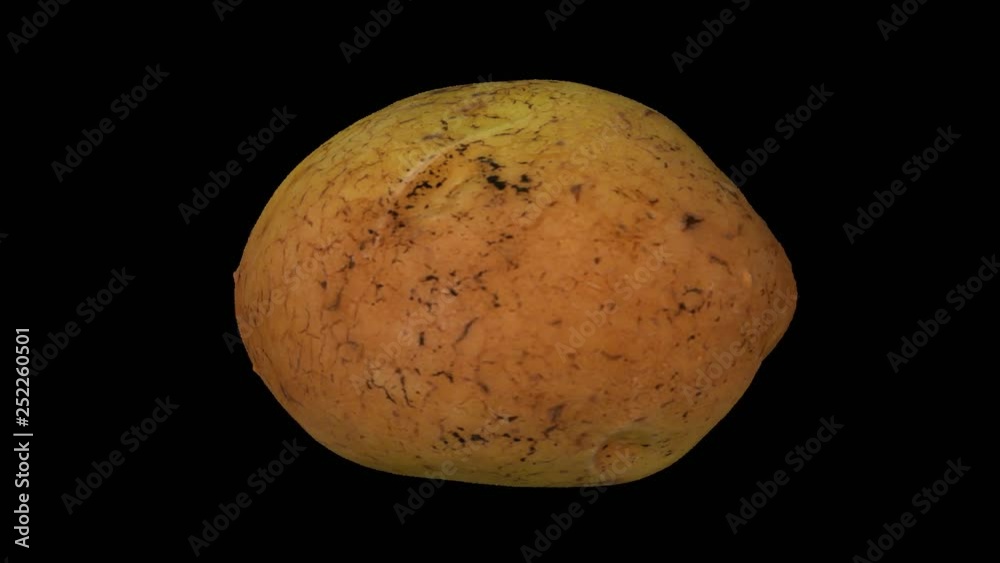 Realistic render of a rotating melody potato on transparent background ...