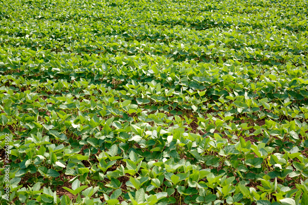 Rows Of Soybeans