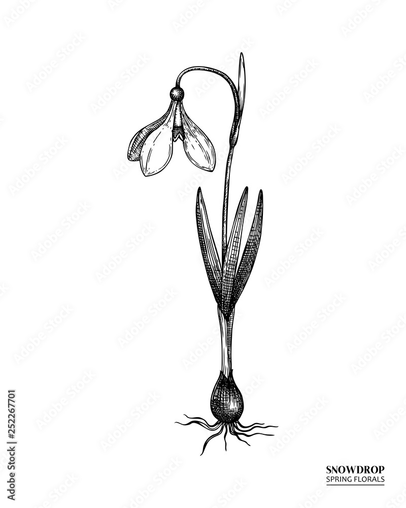 Vector snowdrop drawing. Hand drawn floral elements. Spring flower ...