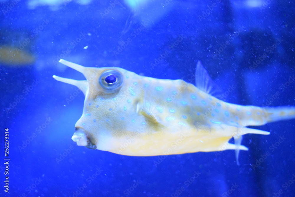 The longhorn cowfish, Lactoria cornuta, also called the horned boxfish ...