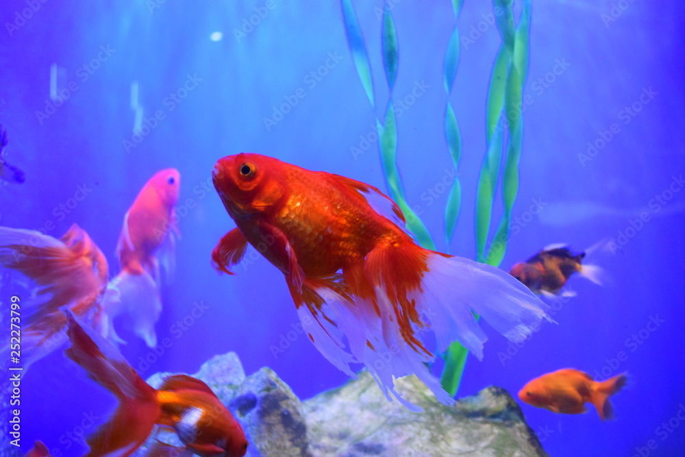 The goldfish (Carassius auratus) is a freshwater fish in the family ...