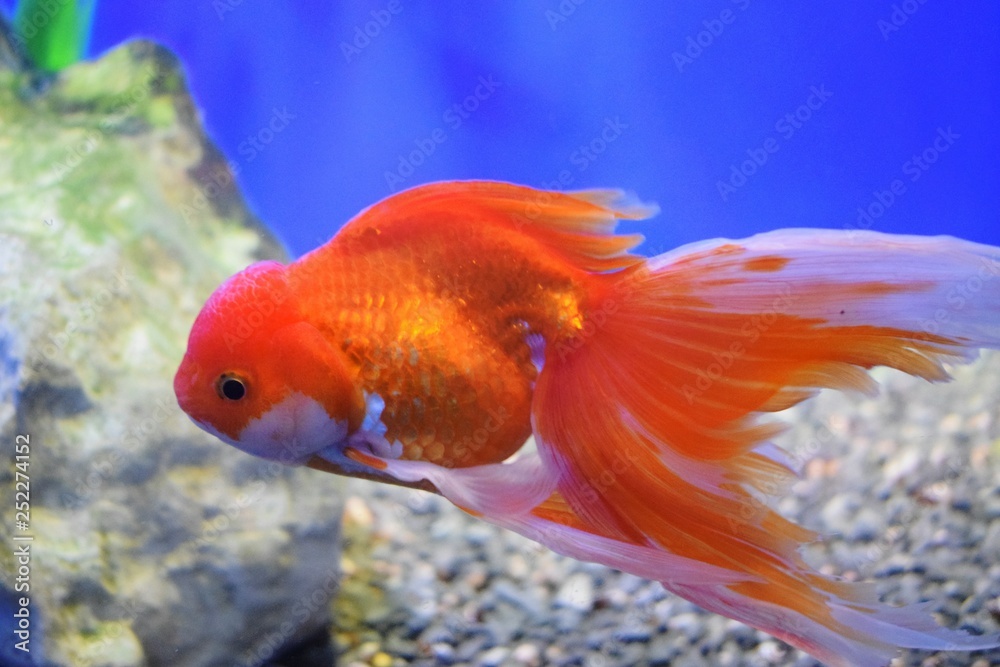 The goldfish (Carassius auratus) is a freshwater fish in the family ...