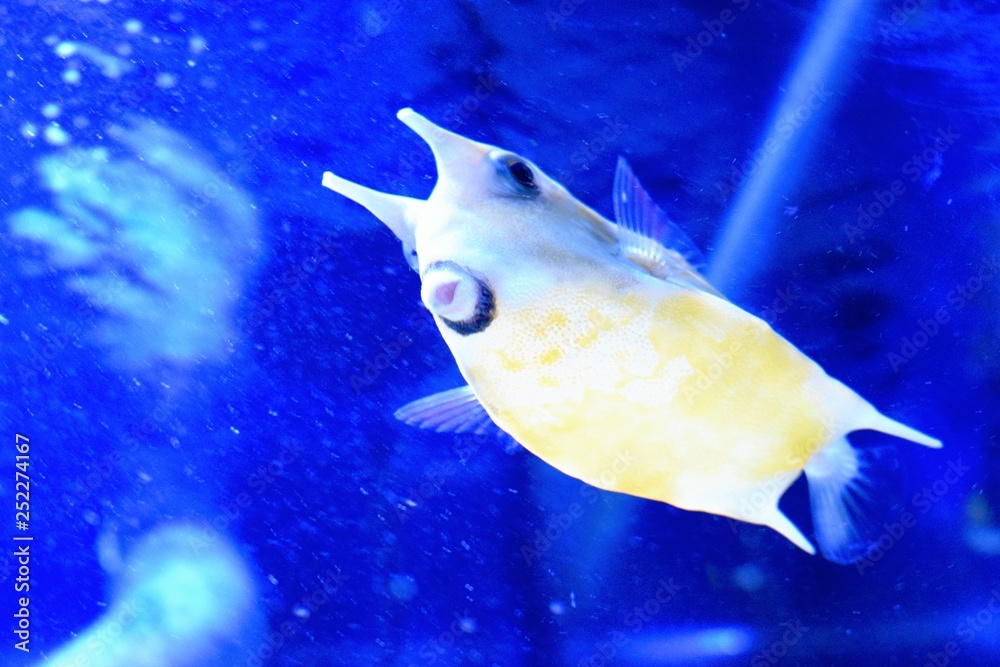 The longhorn cowfish, Lactoria cornuta, also called the horned boxfish ...