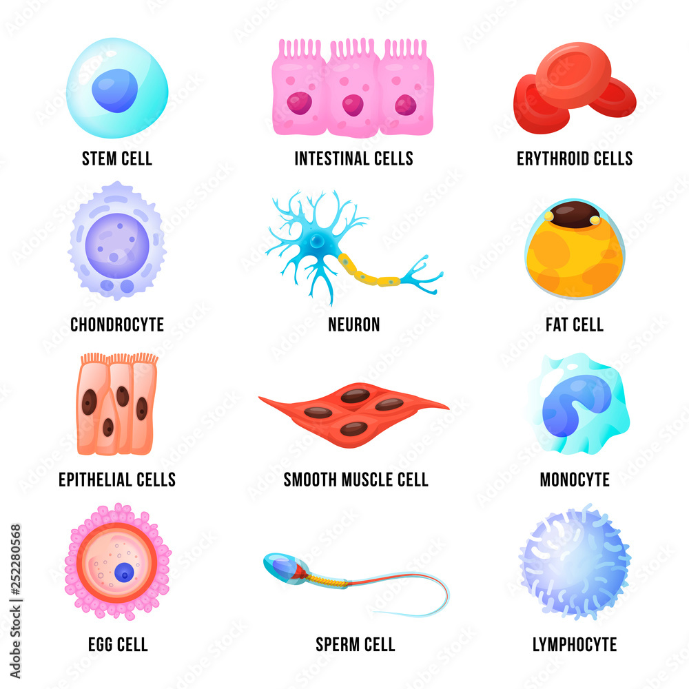Types Of Cells In The Human Body