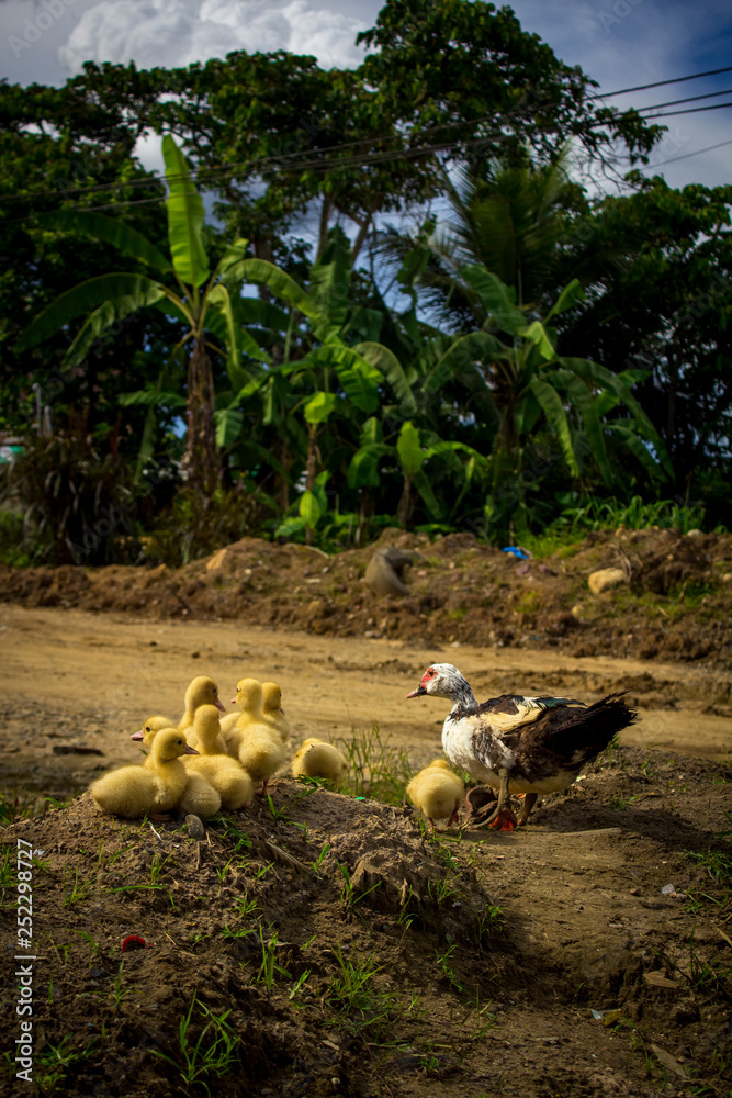Foto de pata y patitos do Stock | Adobe Stock