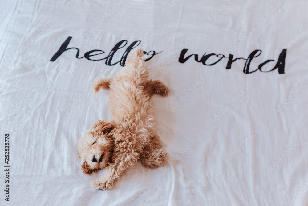 Cute Puppy Hello