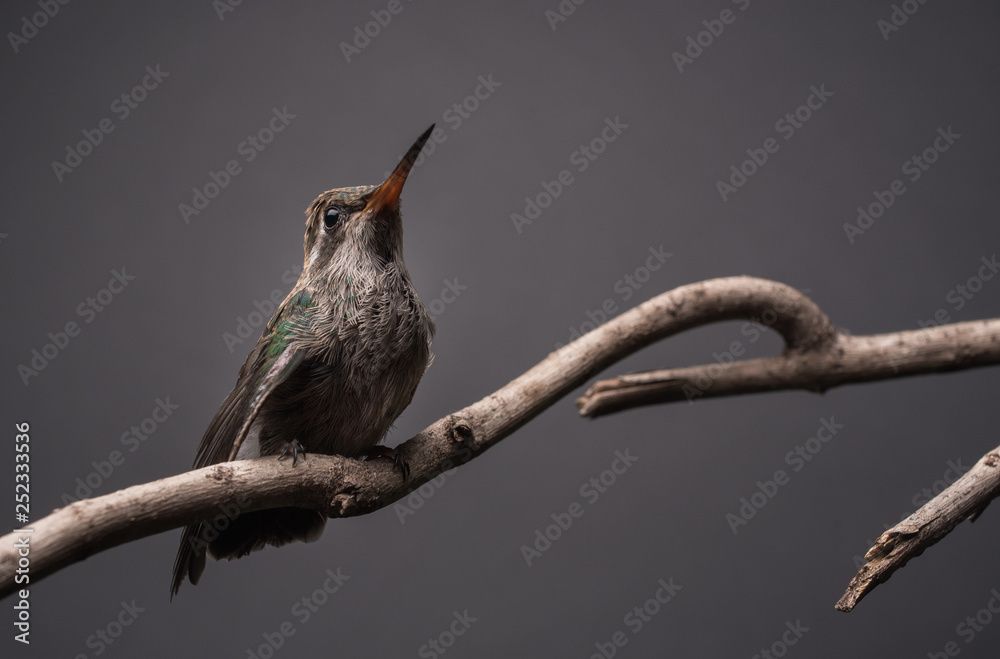 Colibri Stock Photo | Adobe Stock