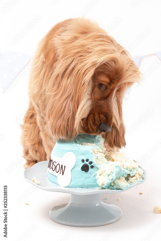 Cocker Spaniel photoshoot cake smash isolated on white background Stock ...