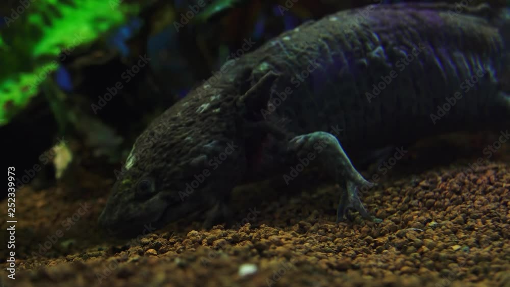 Axolotl, Mexican Salamander (Ambystoma Mexicanum) or Mexican Walking ...