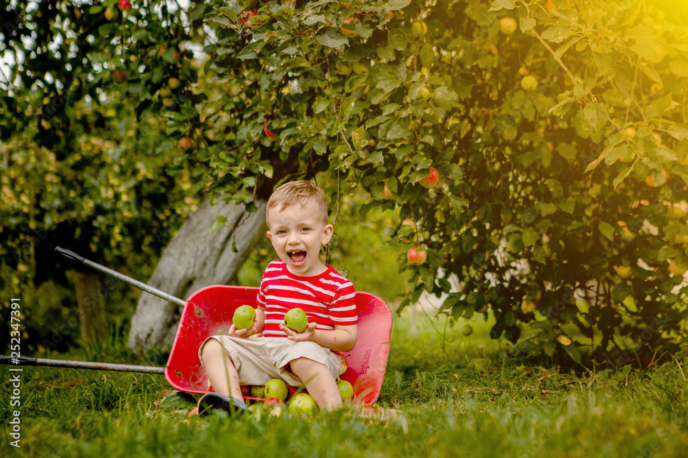 Child picking apples on a farm. Little boy playing in apple tree ...