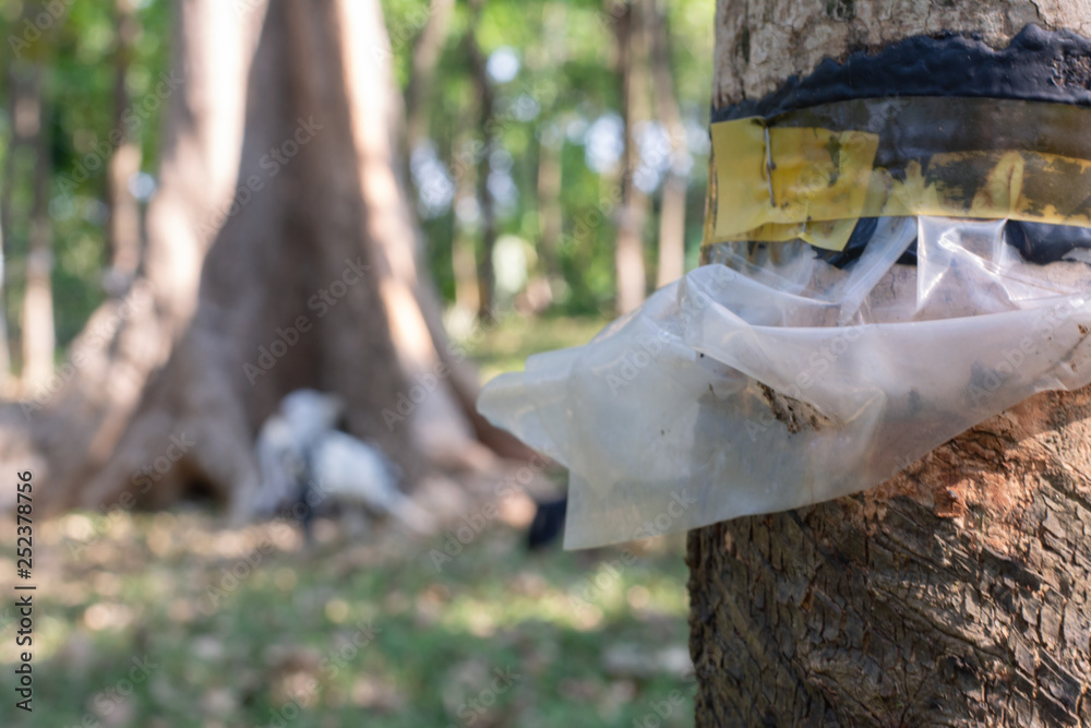 plastic use the tree damage to environment harmful trees indian kerala ...