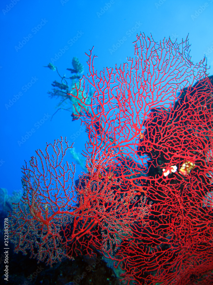 The amazing underwater world of the Red Sea. Stock Photo | Adobe Stock