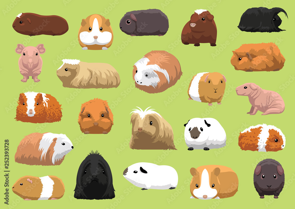 Various Breeds Guinea Pig Cartoon Vector Illustration Stock Vector ...