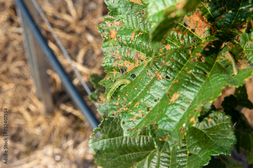 Hazelnut leaves are damaged by parasites and rot diseases. Pests and ...