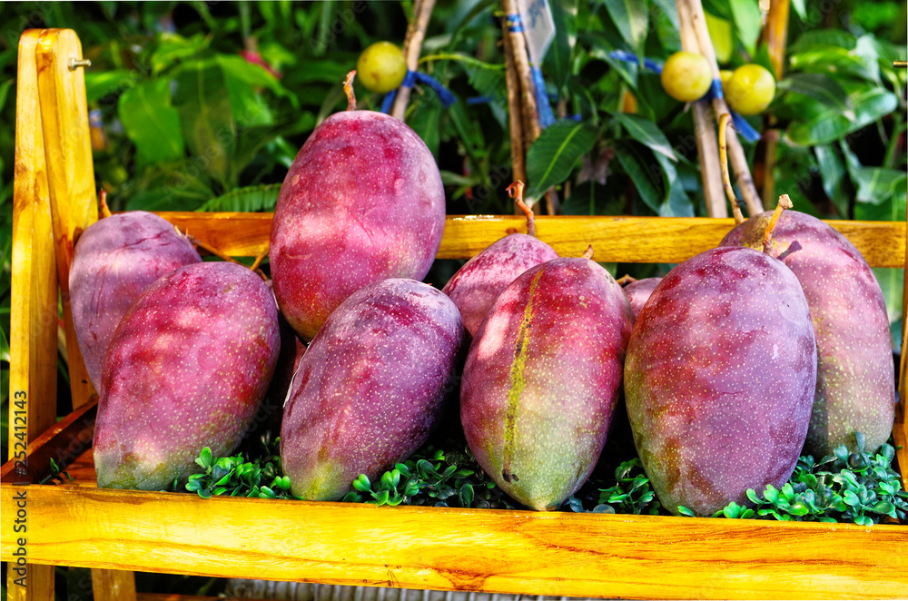 Thai Red Emperor Mango ,Red giant barracuda mango (Mangifera indica) on ...