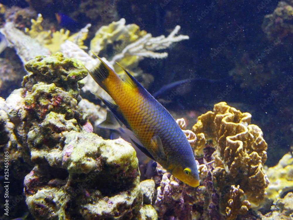 Girelle tête jaune aquarium de Gosier en Guadeloupe. Antilles ...
