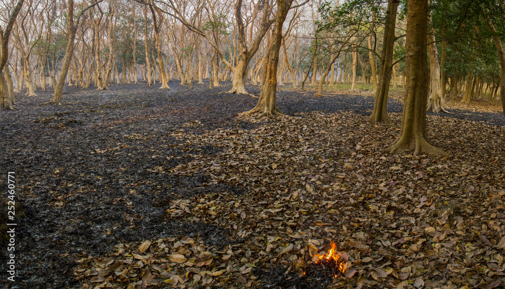 Controlled Fire in Forest Stock Photo | Adobe Stock