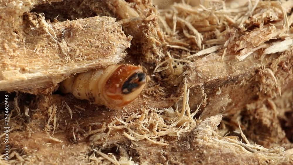 Beetle Worm of Scarab Beetle is dangerous insect pest with Mango tree ...