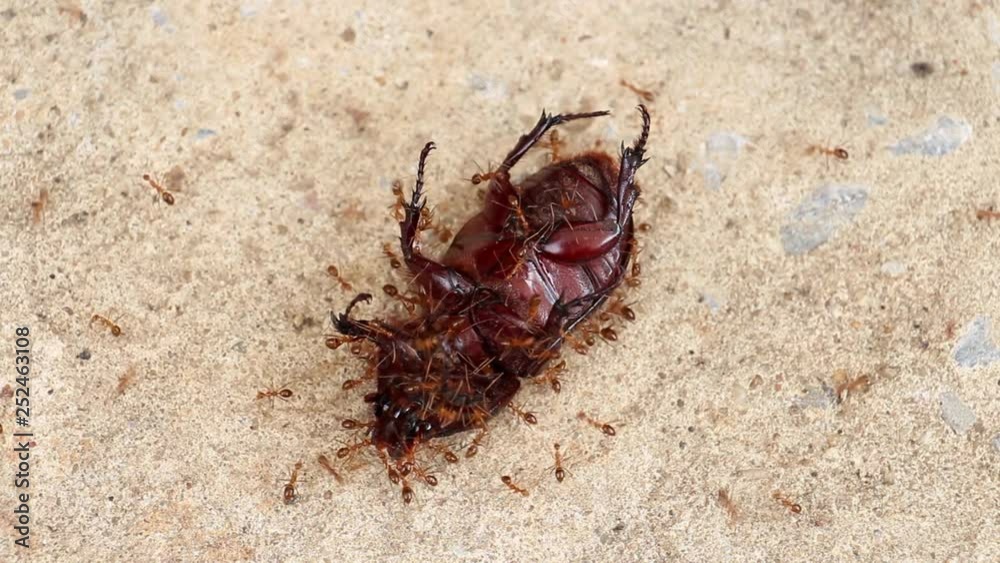 Beetle scarab or Rhinoceros Beetle is facing with attack biting of ...