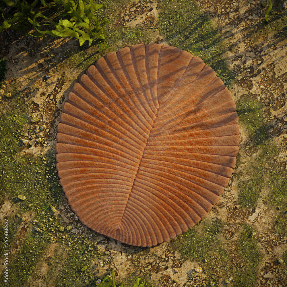 Dickinsonia, extinct marine life creature of the Ediacaran era, one of ...