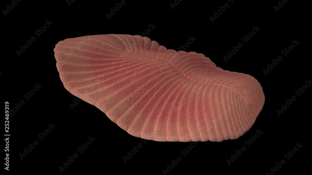 Dickinsonia, extinct creature of the Ediacaran era, one of the first ...