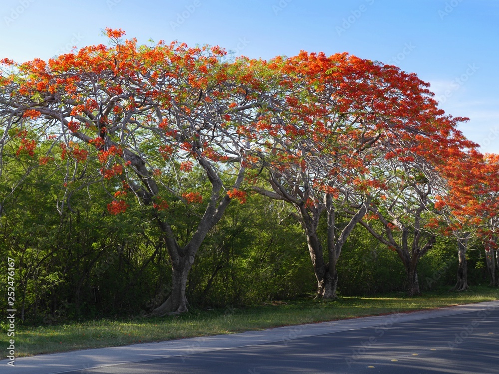Blooming flame trees with flaming flowers line up the roads in a ...