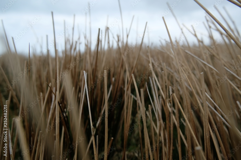 lange Gräser Halme Strandgras wachsen Stängel Pflanzenstängel karg ...