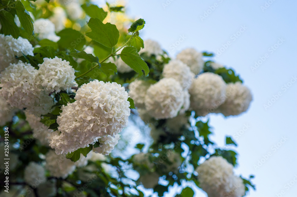 Chinese snowball viburnum flower heads are snowy. Blooming of beautiful ...