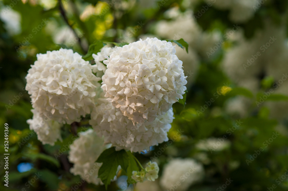 Chinese snowball viburnum flower heads are snowy. Blooming of beautiful ...